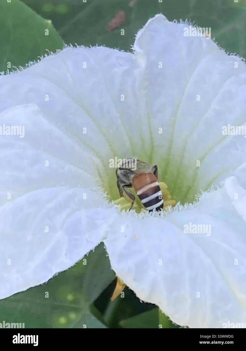 Love bee hi-res stock photography and images - Alamy