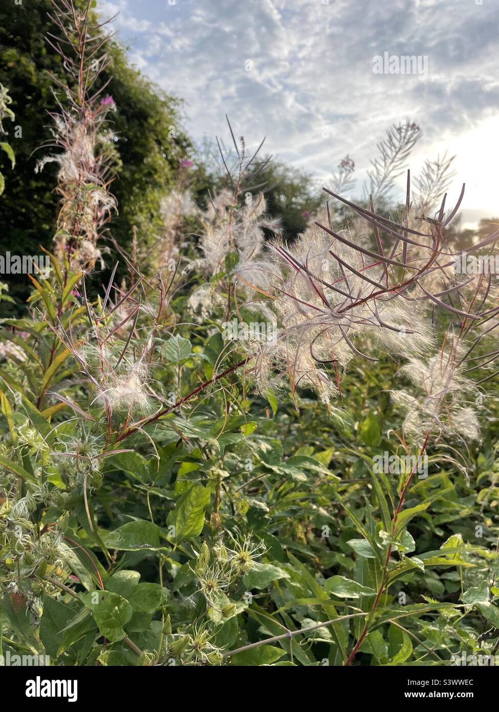 Wild flowers running to seed in the late summer in Wales Stock Photo ...