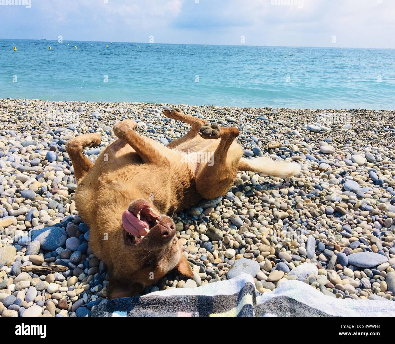 Broken dog hi-res stock photography and images - Alamy