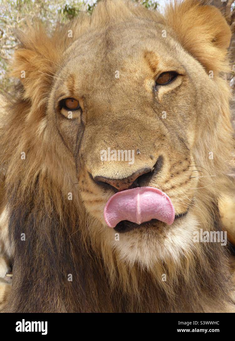 Lion animal and senegal hi-res stock photography and images - Alamy