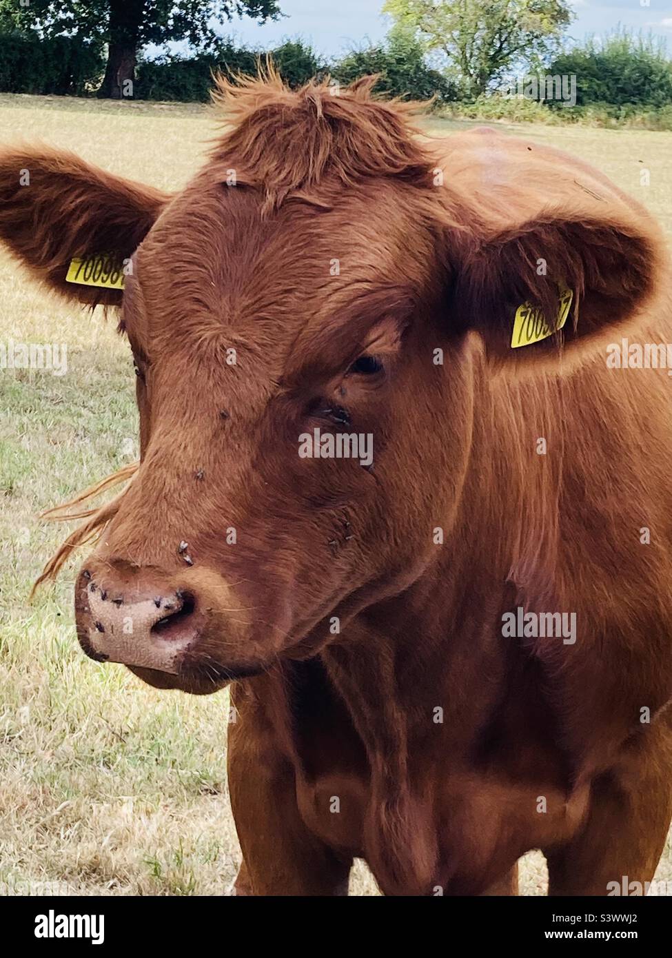 Moo cow hi-res stock photography and images - Alamy