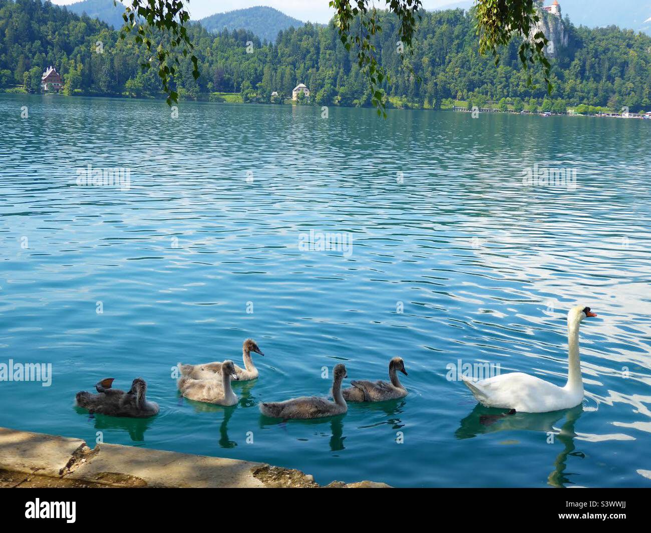 Swan and her Cygnets paddling along Lake Bled Stock Photo - Alamy