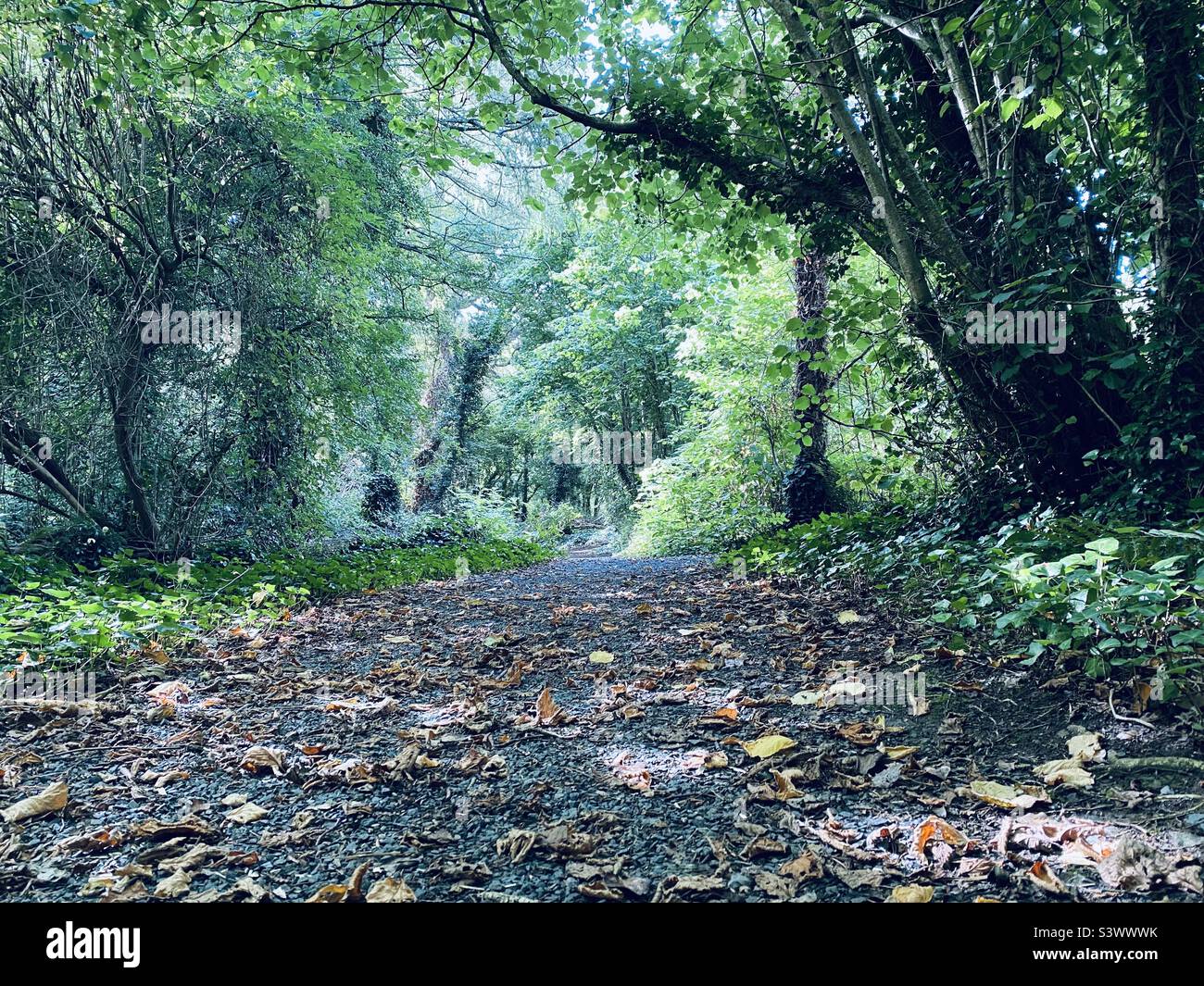 Beautiful forest path hi-res stock photography and images - Alamy