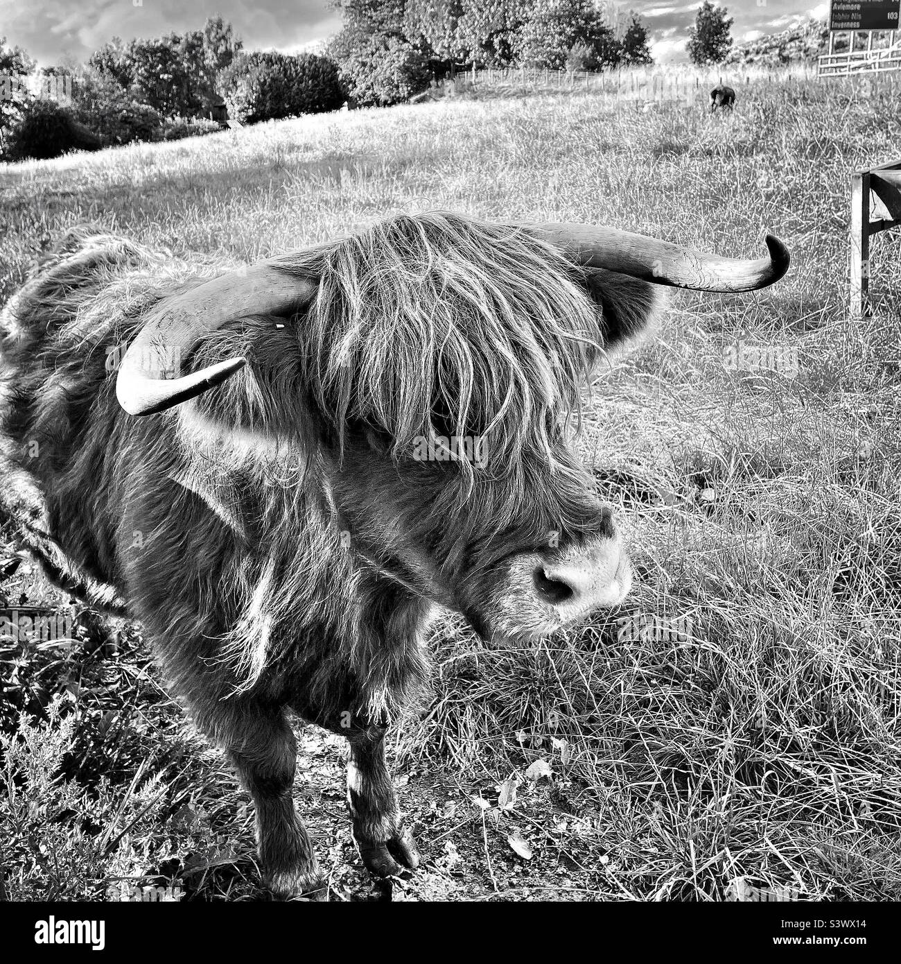 Highland Cow in Perth Stock Photo - Alamy