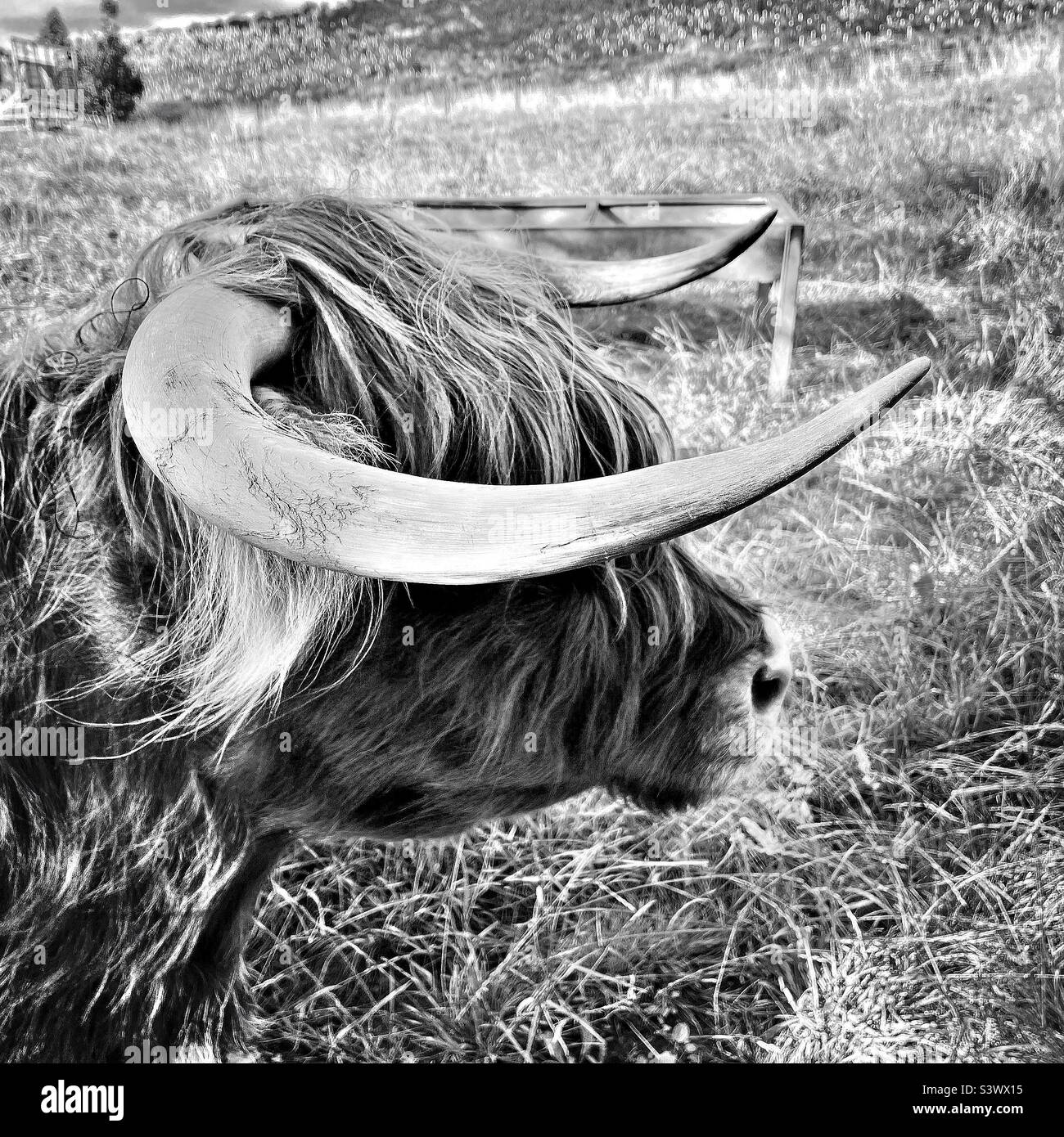 Highland Cow in Perth Stock Photo - Alamy