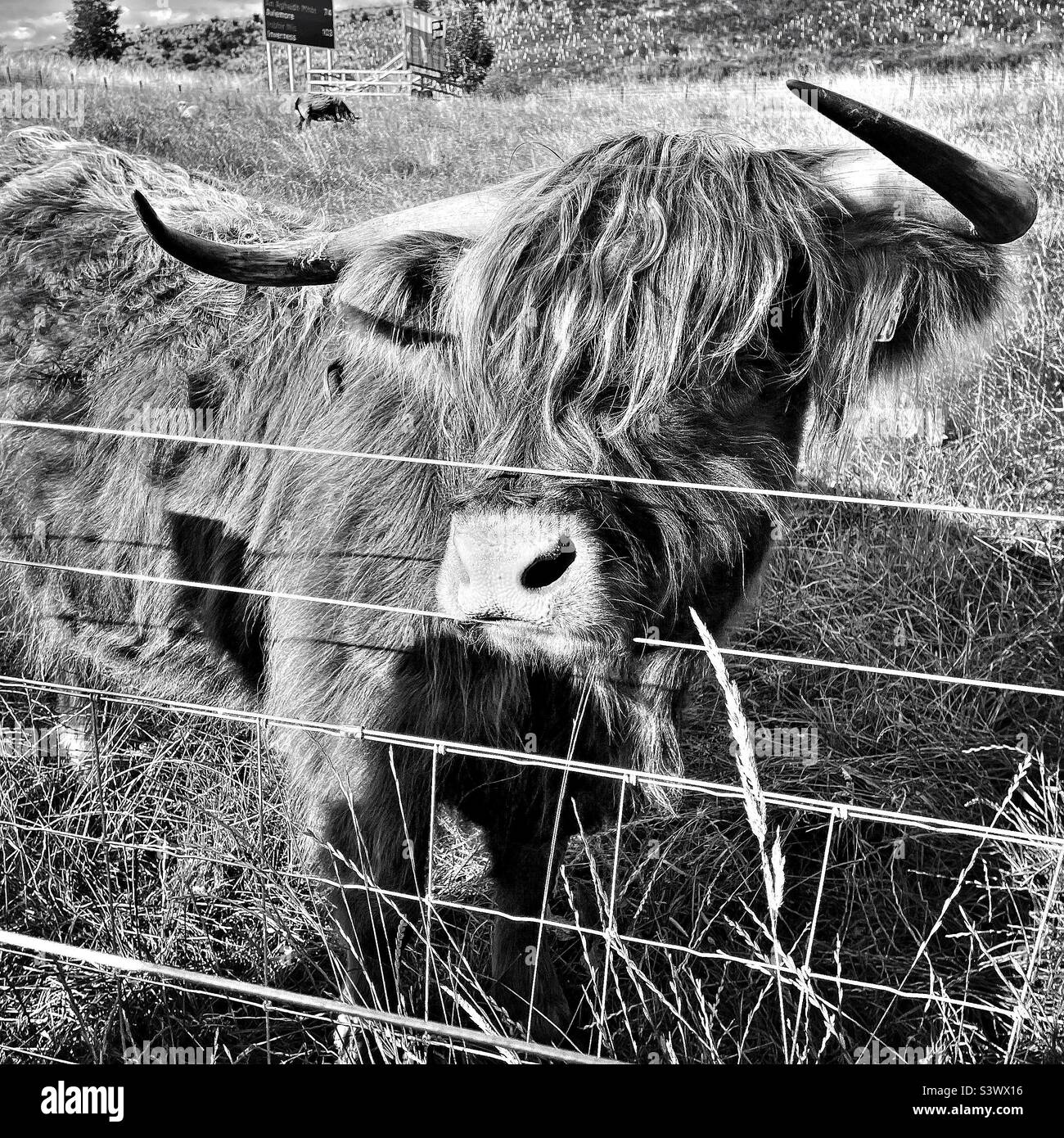 Highland Cow in Perth Stock Photo - Alamy