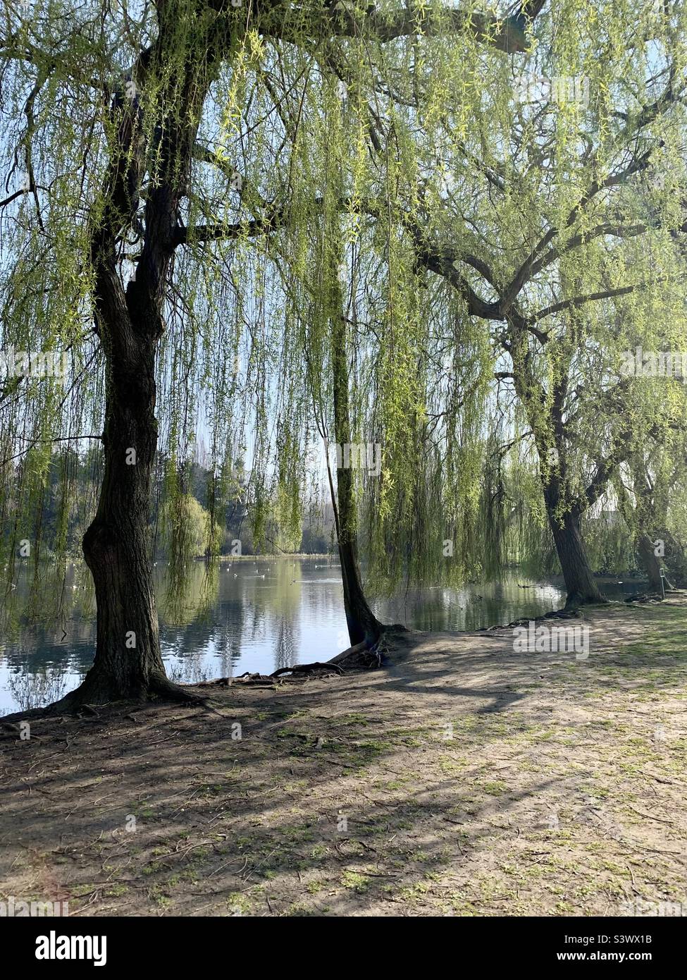 Willow trees river hi-res stock photography and images - Alamy