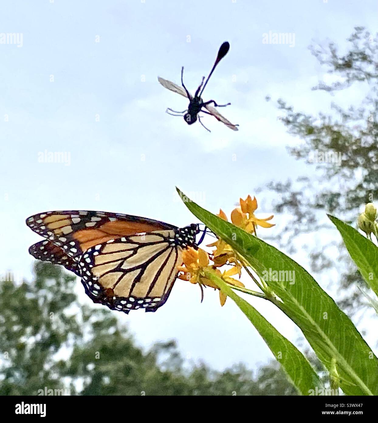 Dragonfly Dive Bomb Stock Photo - Alamy