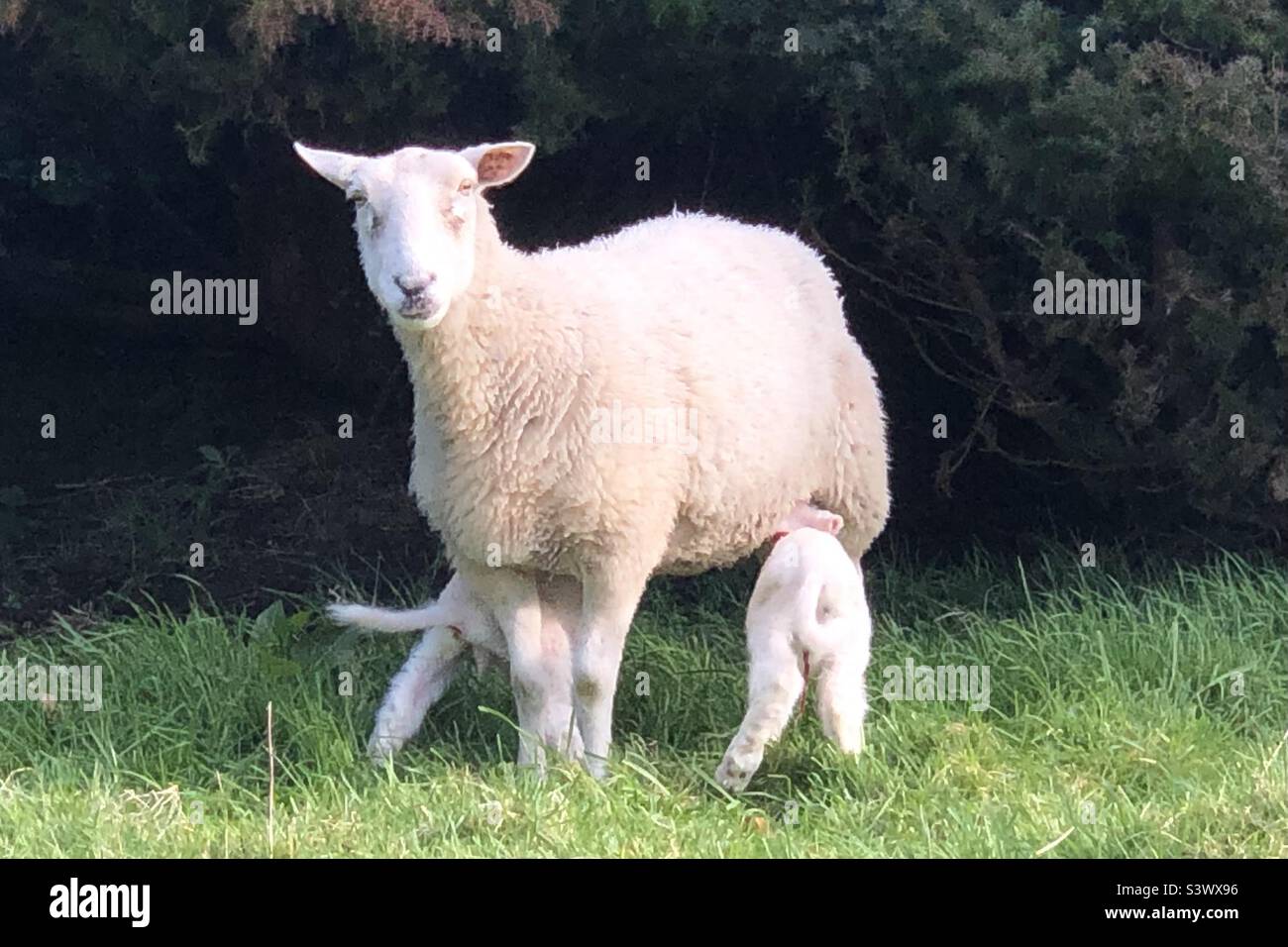 Sheep and lambs feeding Stock Photo - Alamy
