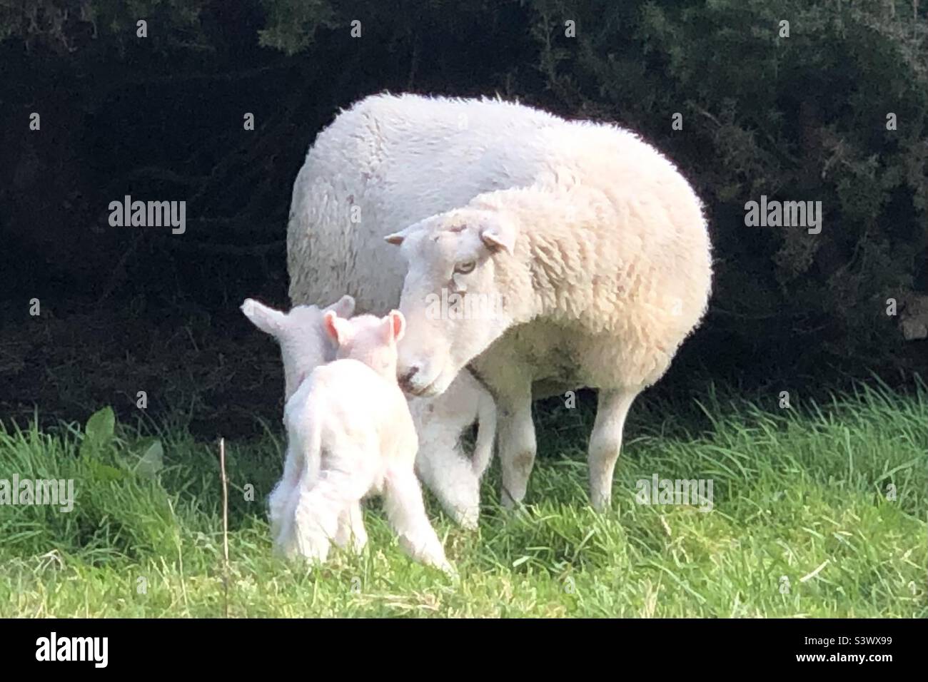 Sheep and lambs snuggling Stock Photo - Alamy