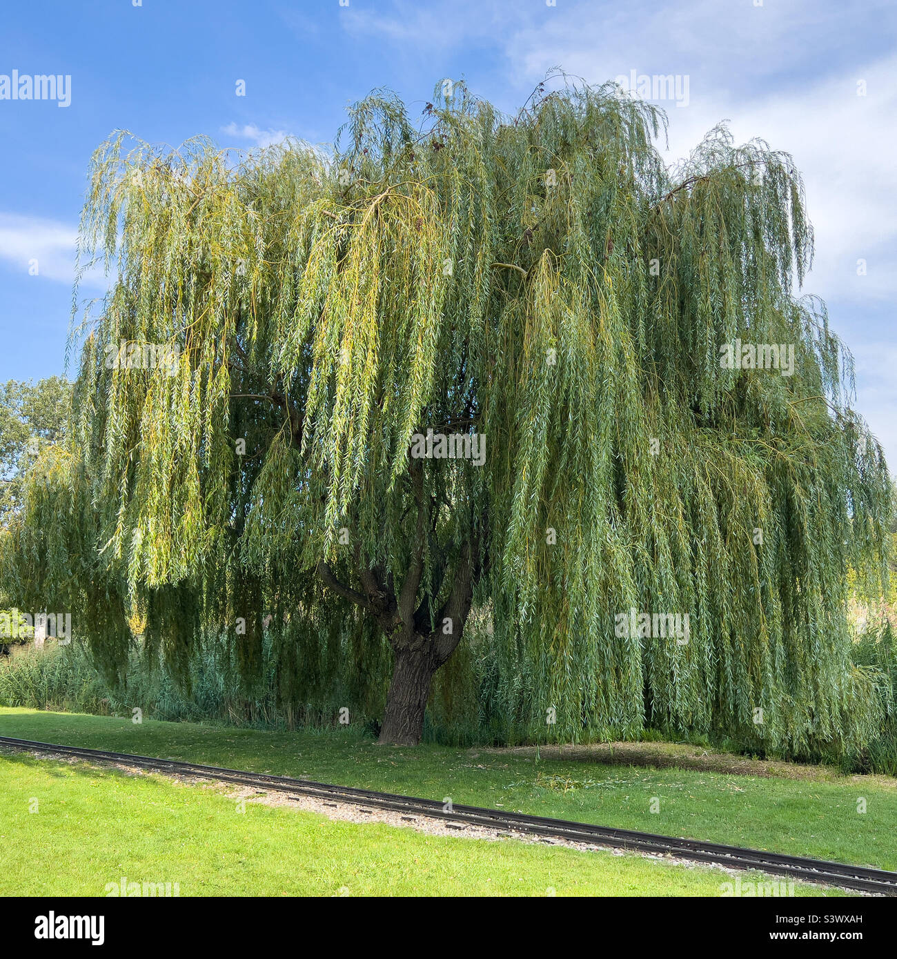 Weeping willow salix babylonica salicaceae hi-res stock photography and ...