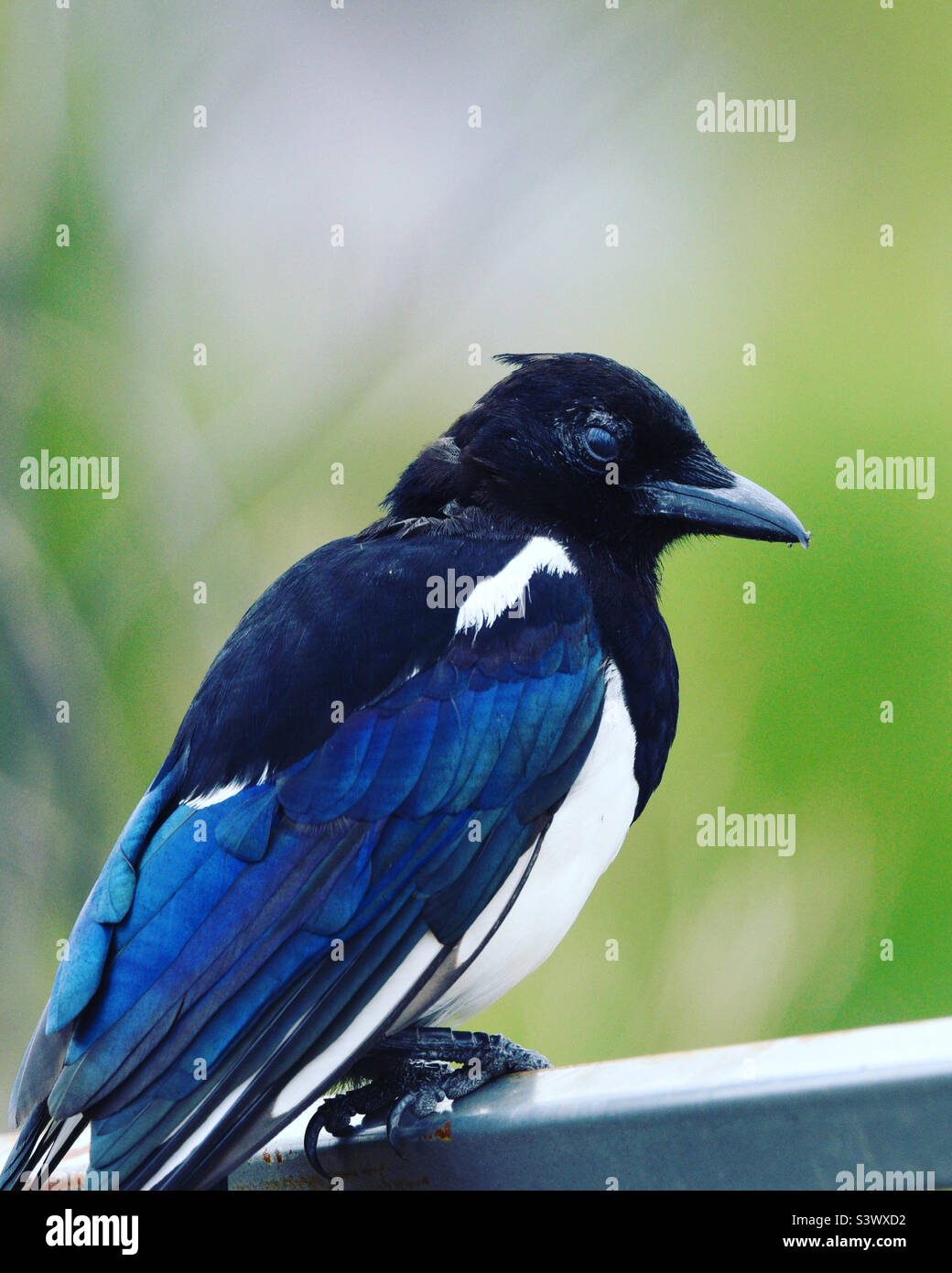 Magpie picture hi-res stock photography and images - Alamy