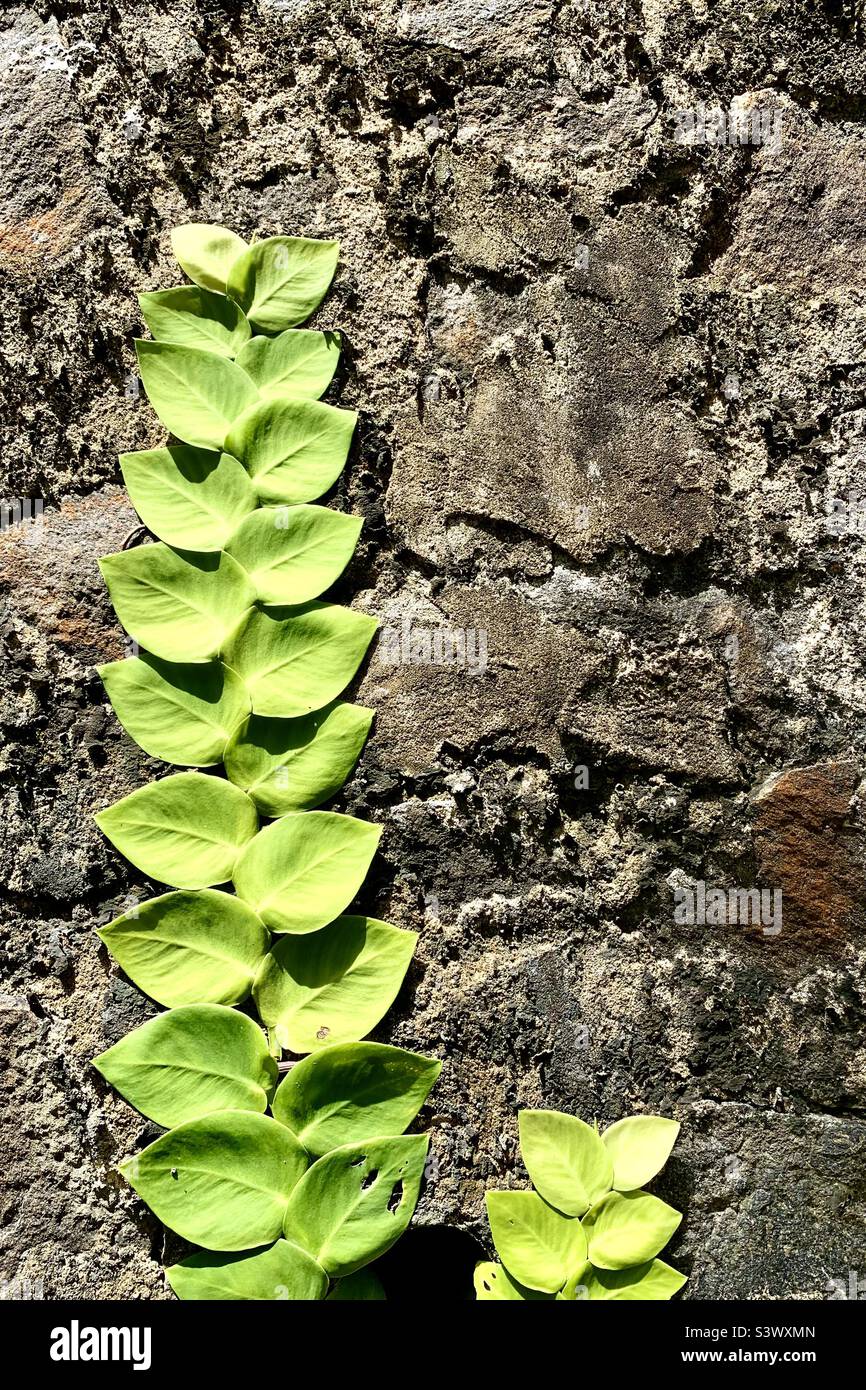 Live green wall hi-res stock photography and images - Alamy