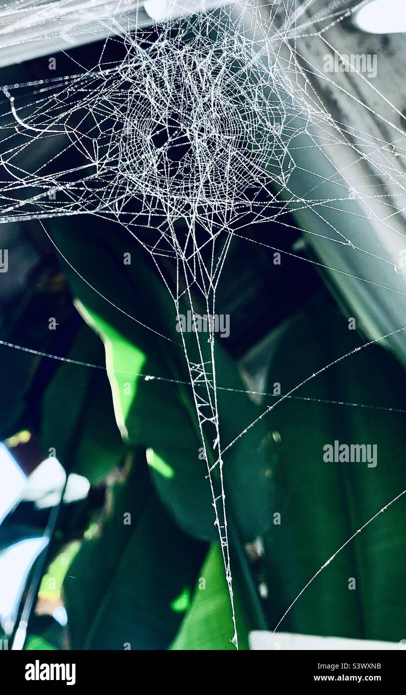 Tangle nature background hi-res stock photography and images - Alamy