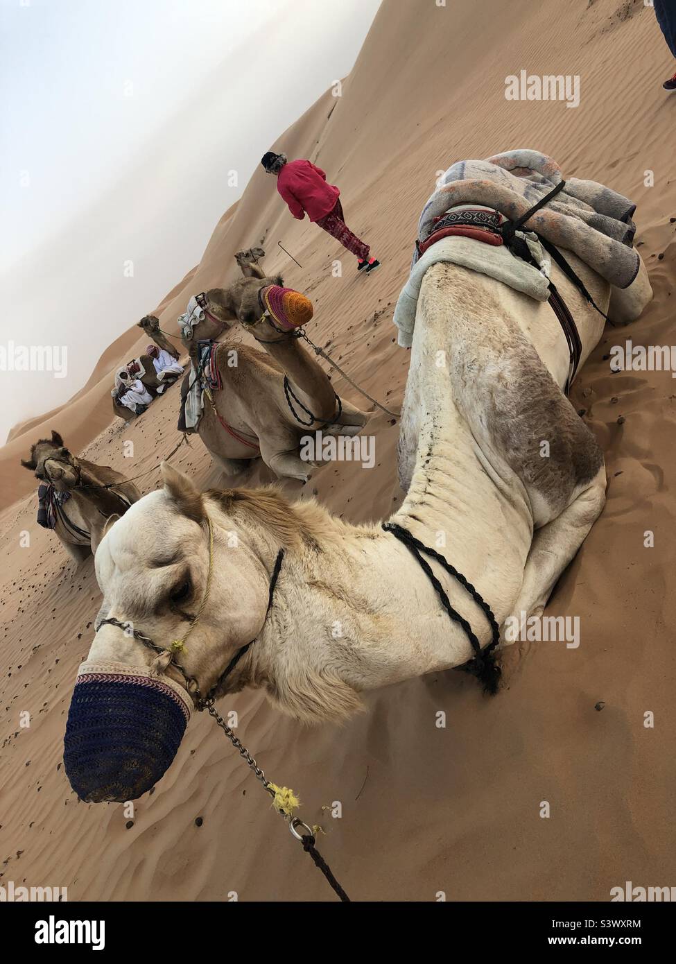 Camel to ride hi-res stock photography and images - Alamy
