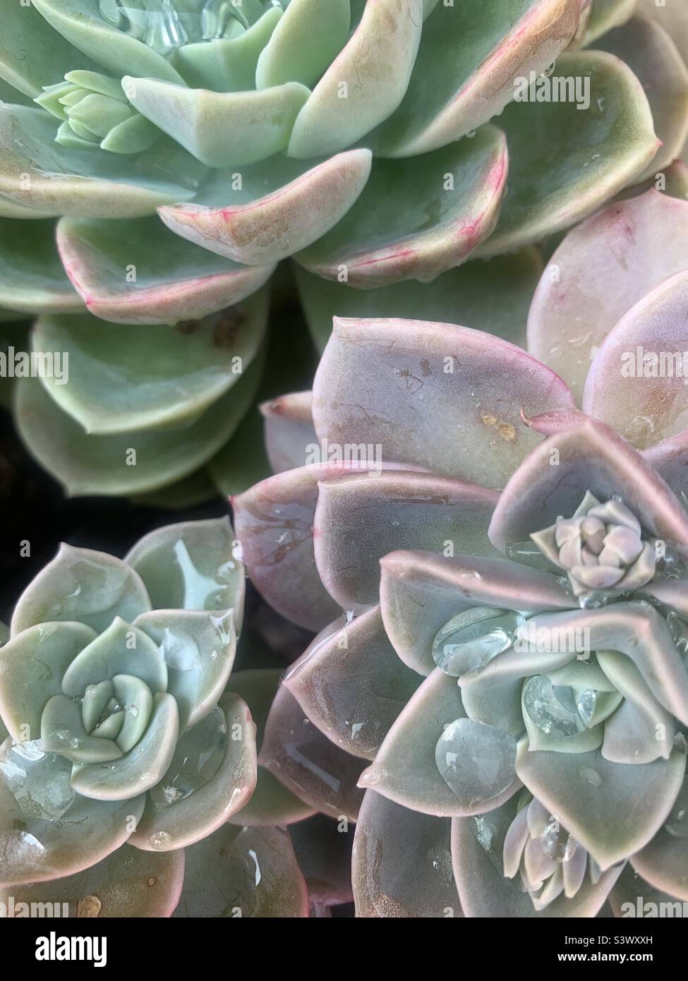 Desert roses hi-res stock photography and images - Alamy