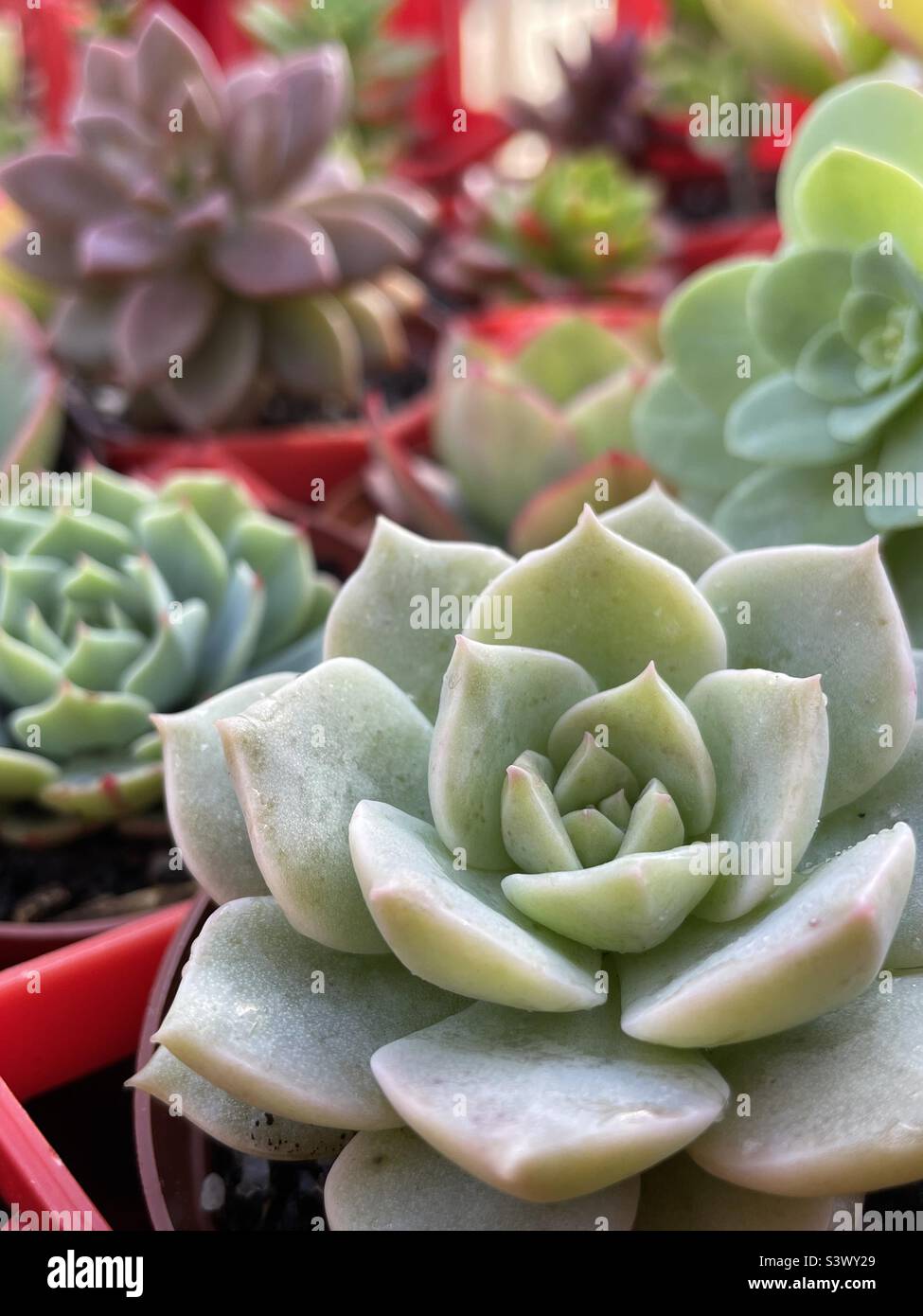 Graptoveria hi-res stock photography and images - Alamy