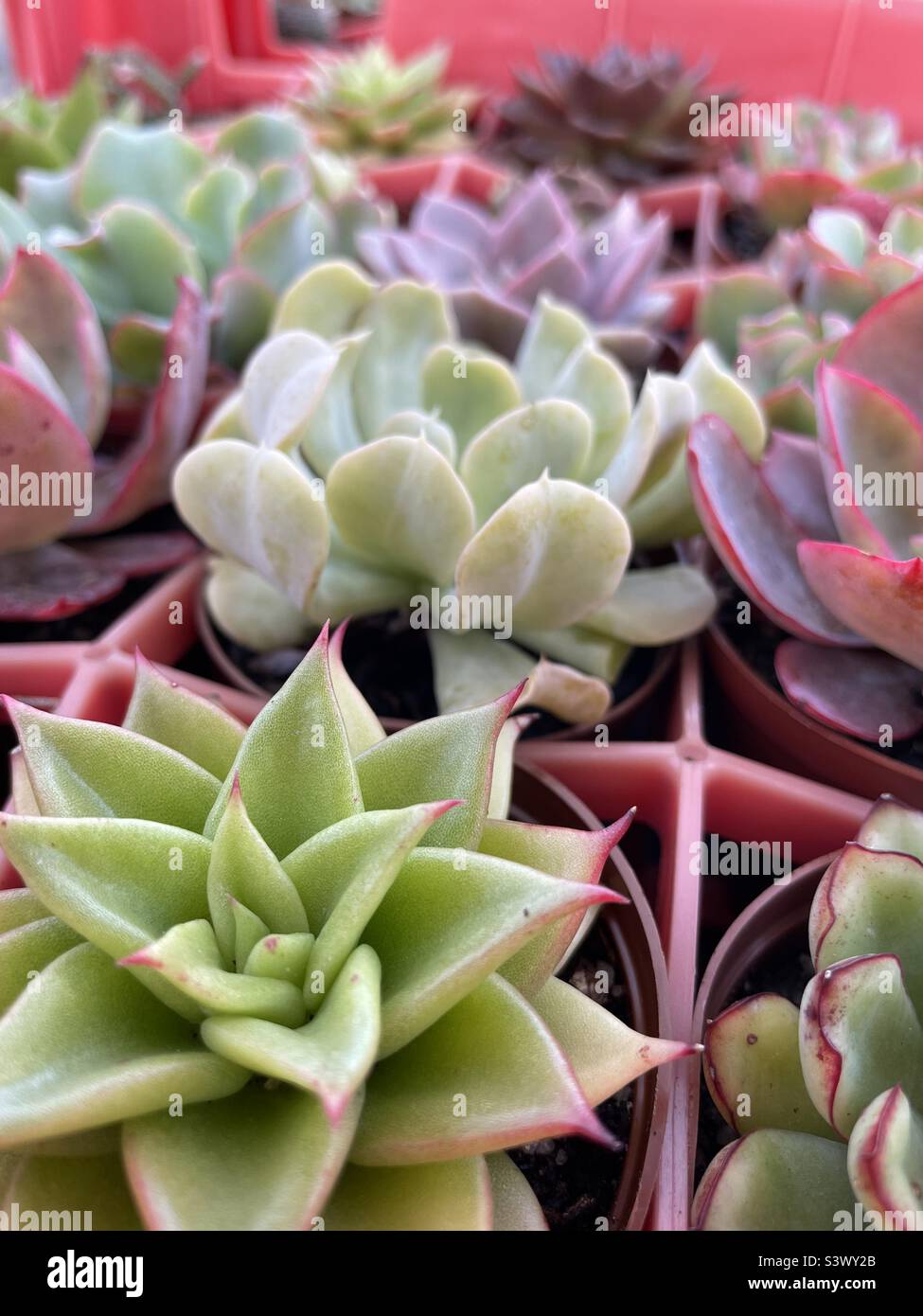Plants assorted hi-res stock photography and images - Alamy