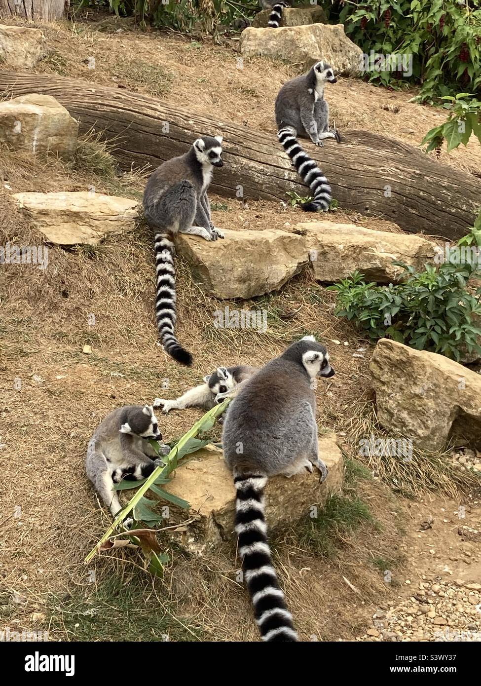 Ring tailed lemur family hi-res stock photography and images - Alamy