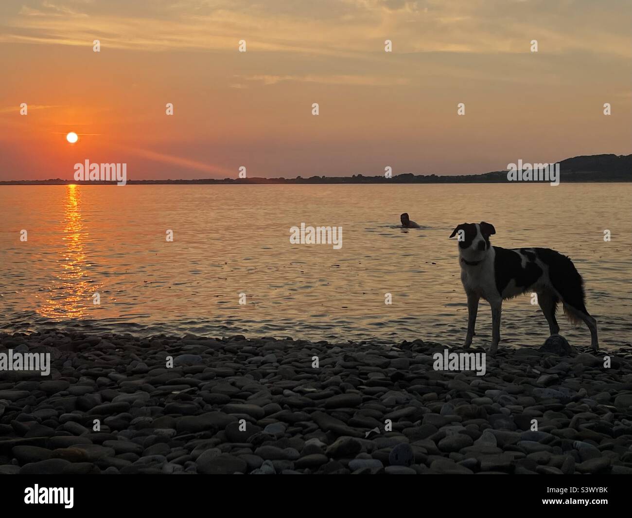 Poser dog hi-res stock photography and images - Alamy