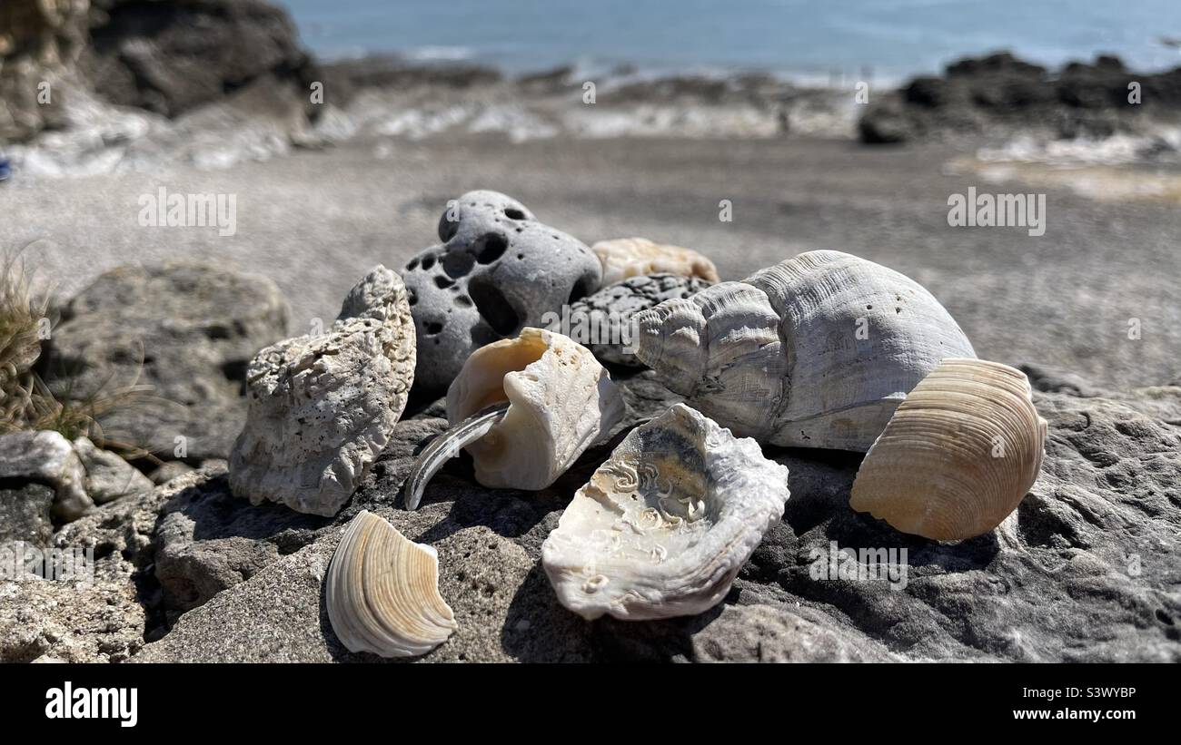 Clear shells hi-res stock photography and images - Alamy