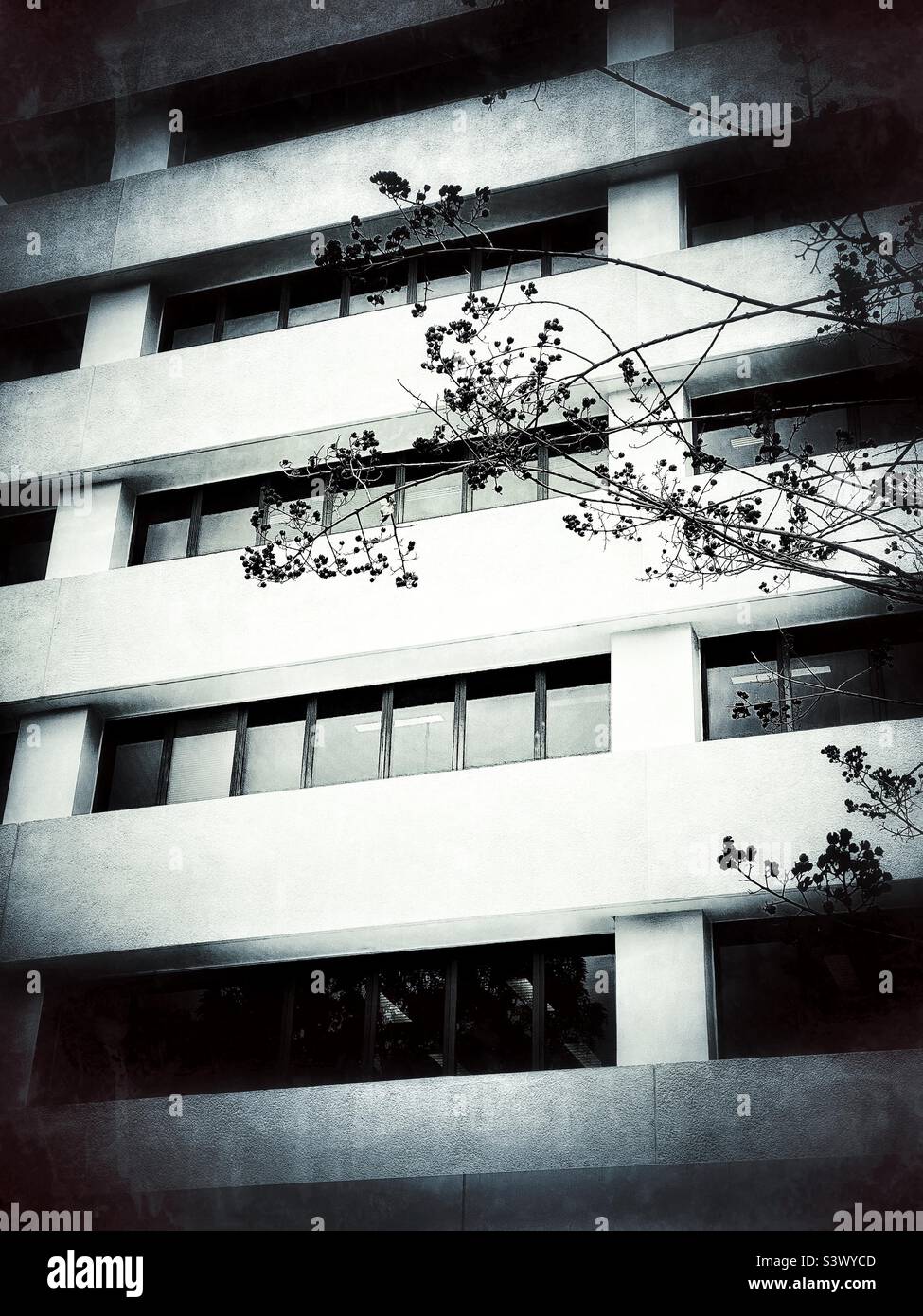 Black and white photo of tree brunches over a building Stock Photo - Alamy