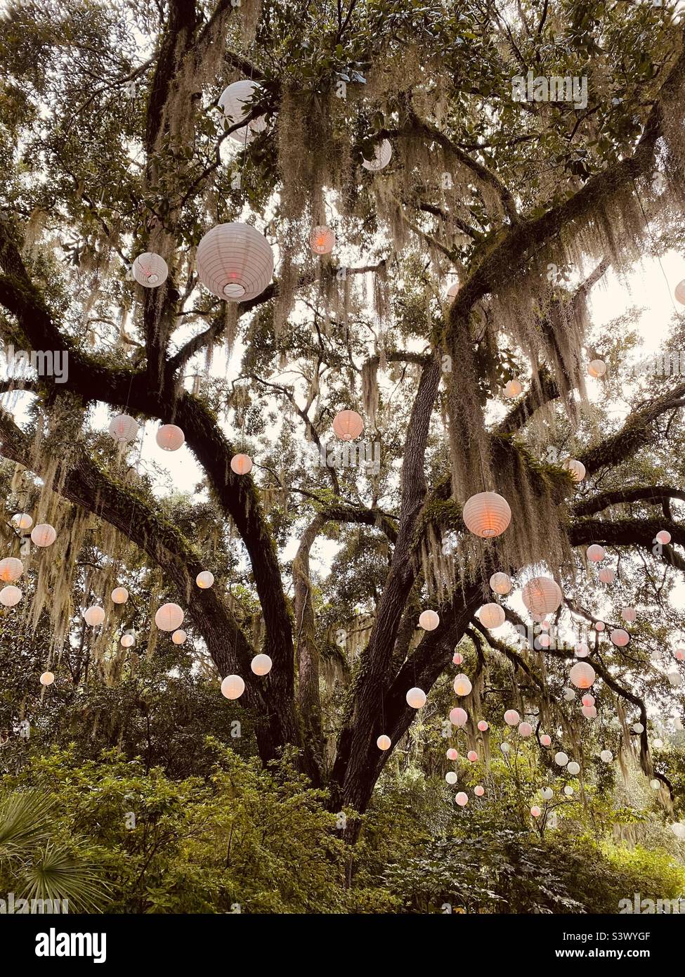 Beautiful willow decorated with lanterns 🌳🏮 Stock Photo - Alamy