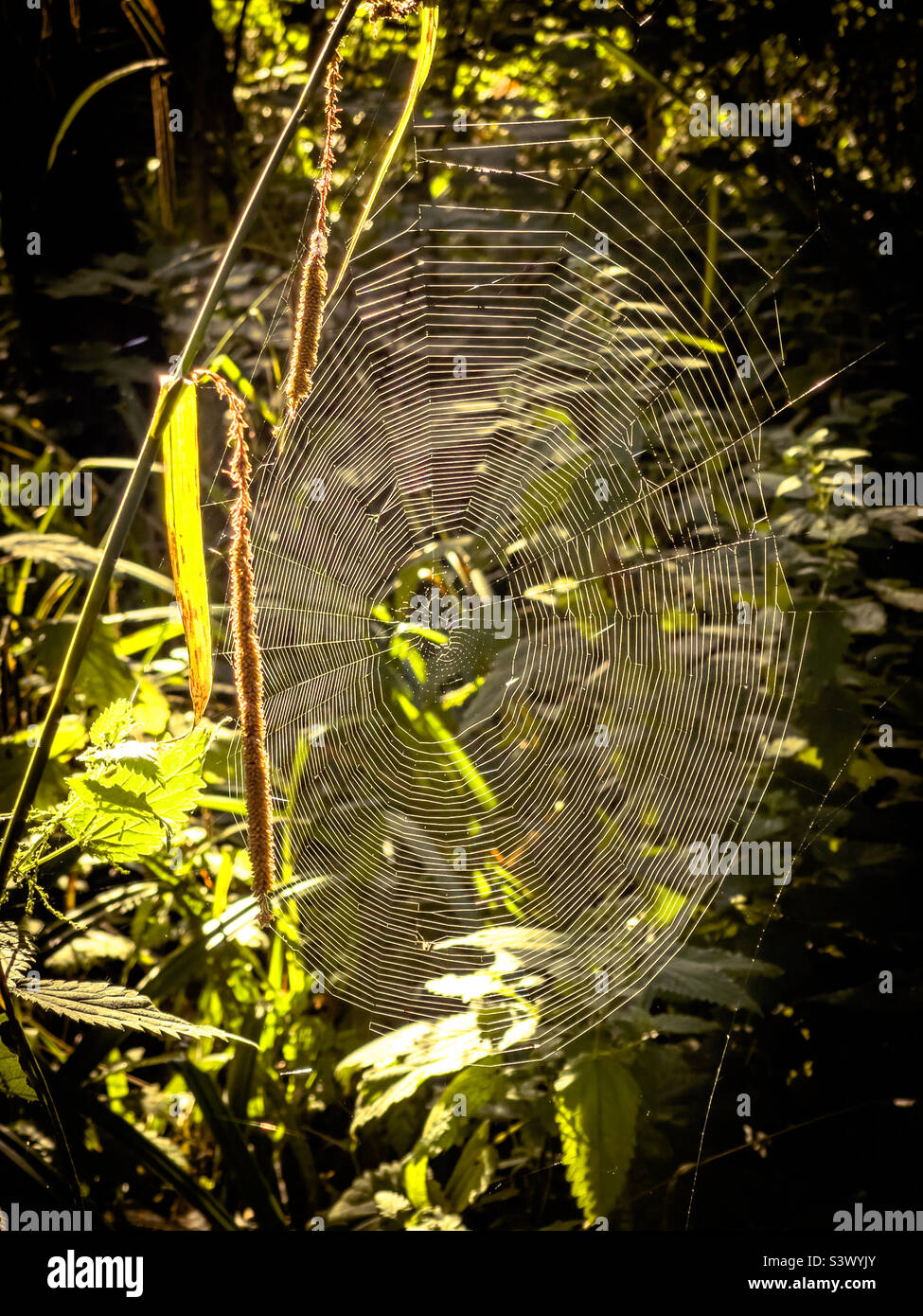 Cobweb cobwebs hi-res stock photography and images - Alamy