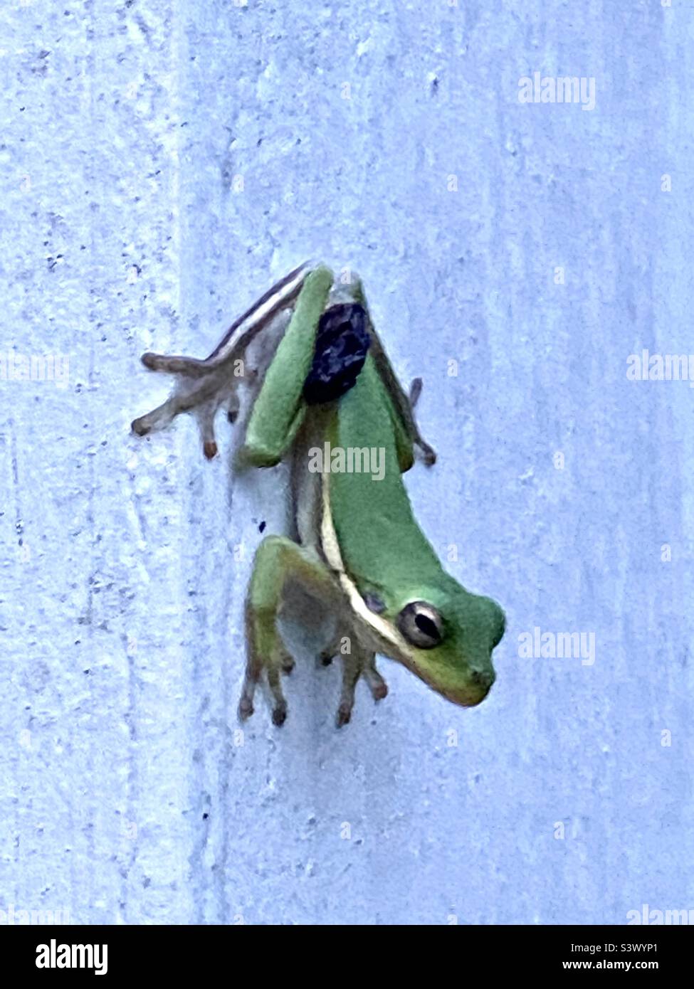 Back stretch hi-res stock photography and images - Alamy