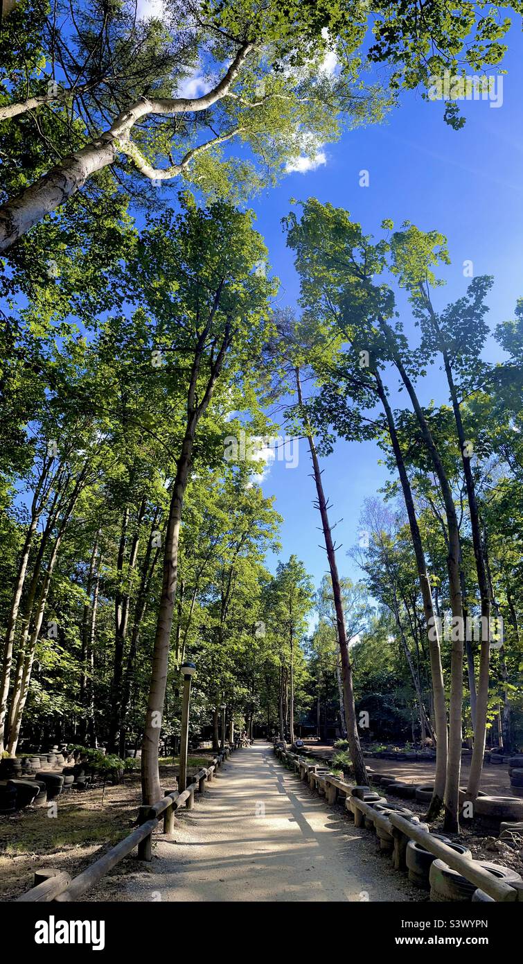 Pano image in the deep forest Stock Photo - Alamy