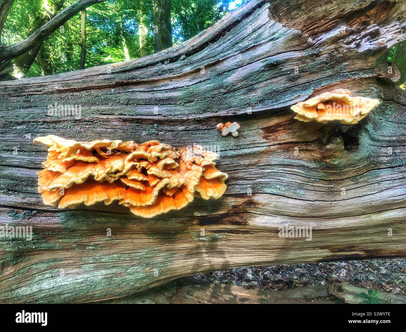 Chicken of the woods fungus (Laetiporus sulphureus) growing on fallen ...