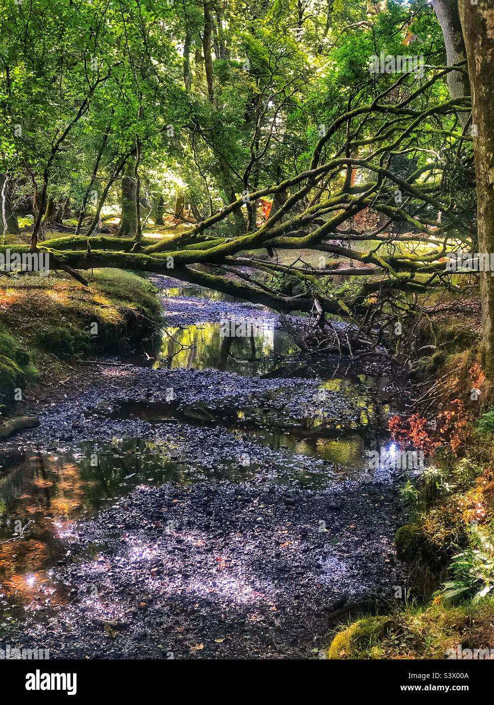 Fallen tree over dried up stream during a summer drought in the New ...