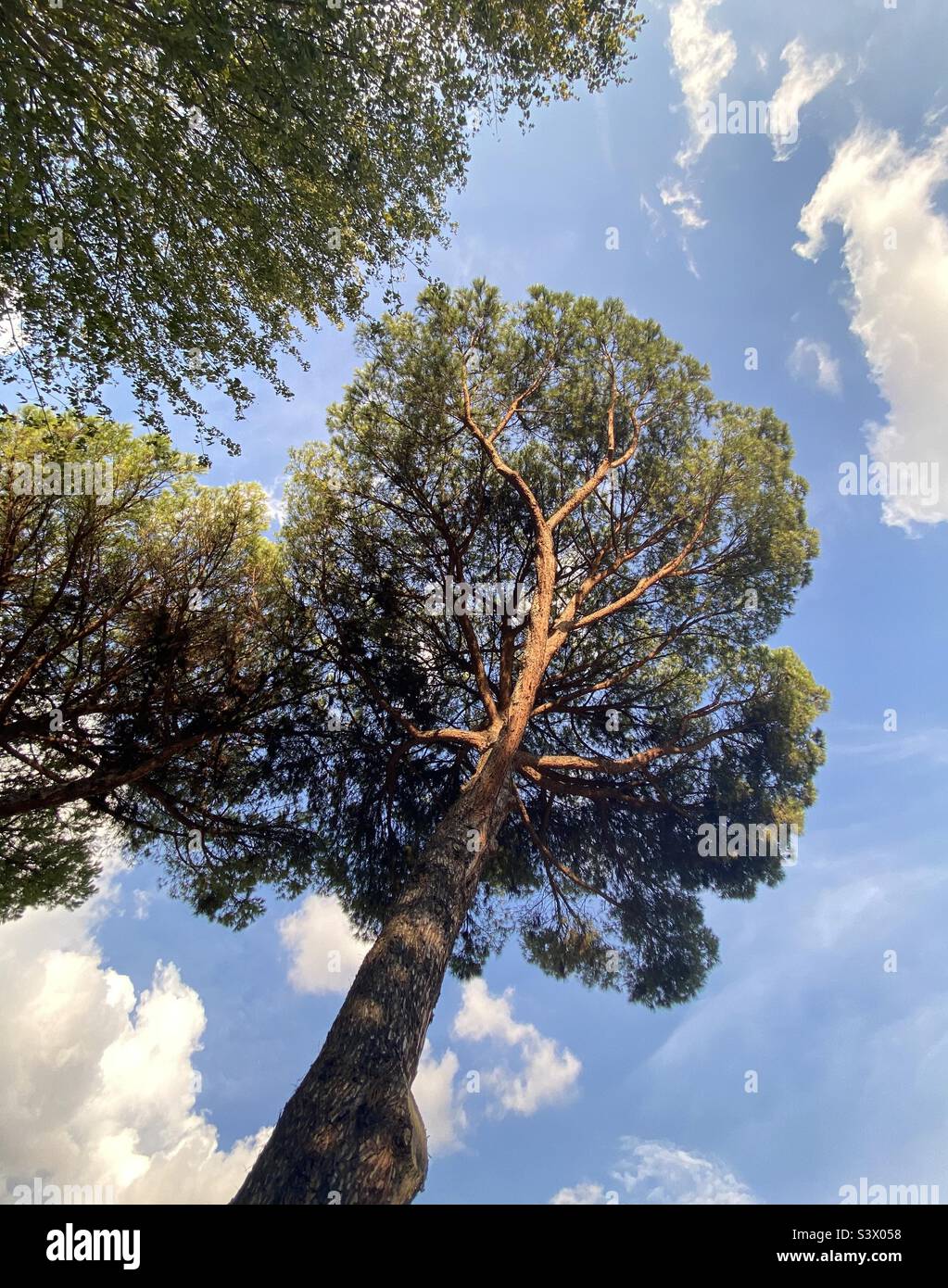 Italian pine tree hi-res stock photography and images - Alamy