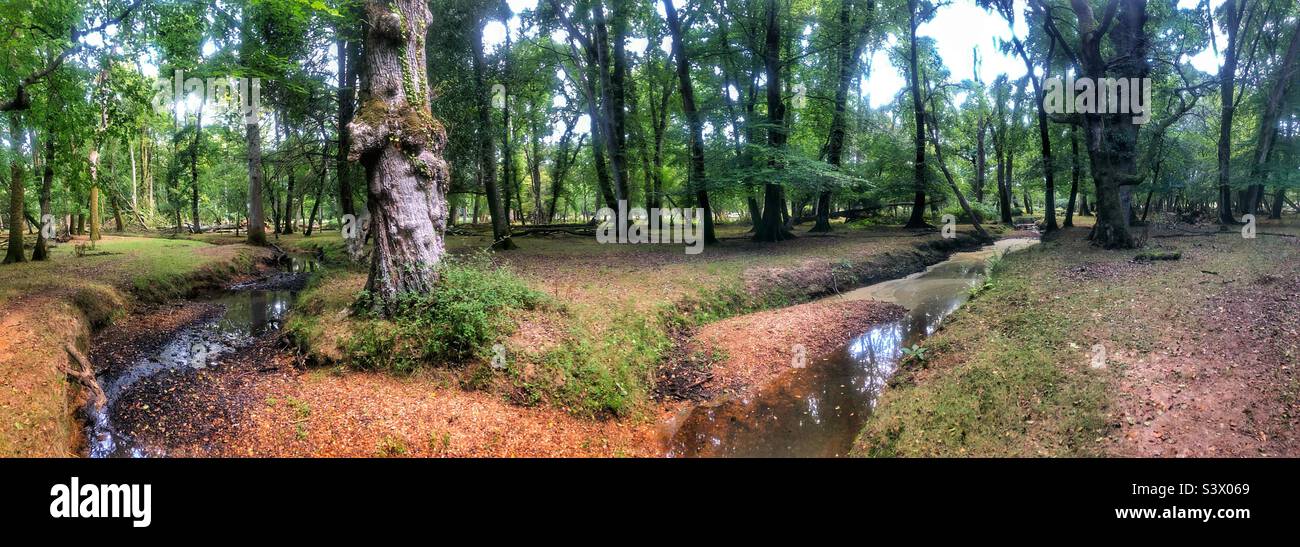 Dried up New Forest stream during a summer drought August 2022 Stock ...