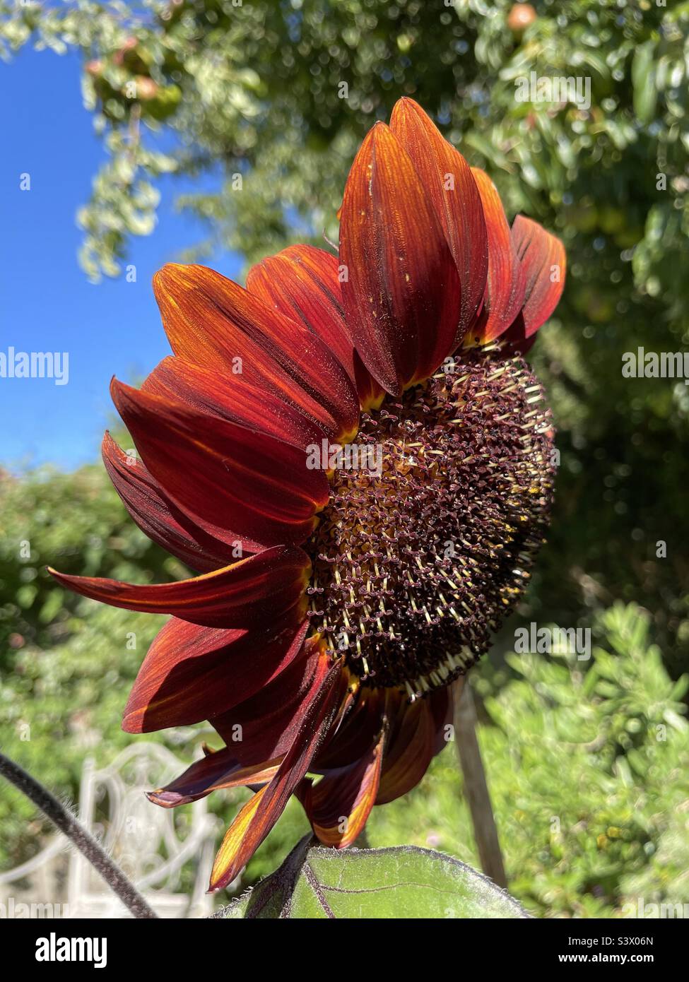 Sunflowers garden red hi-res stock photography and images - Alamy