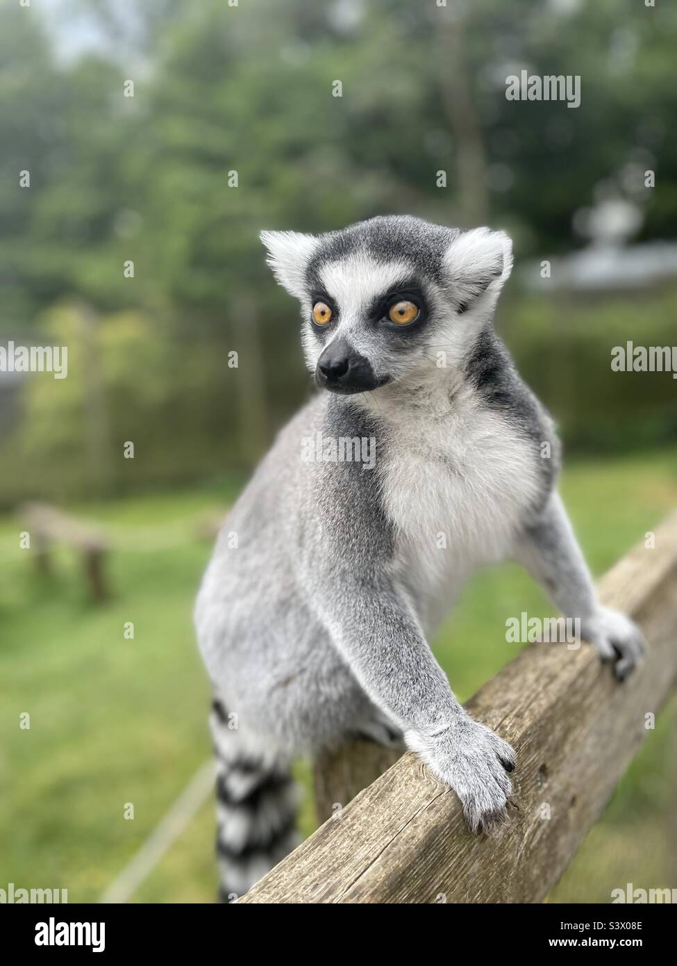 Look at those eyes Stock Photo - Alamy