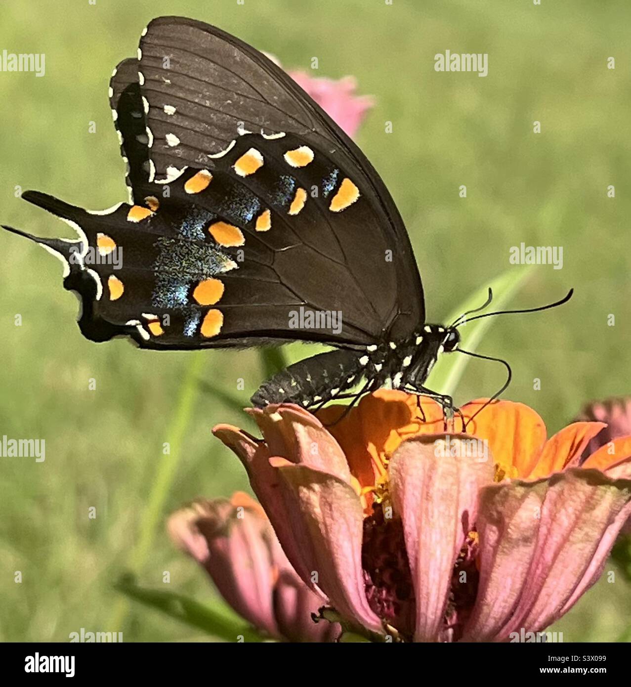 Pipevine swallowtail hi-res stock photography and images - Alamy