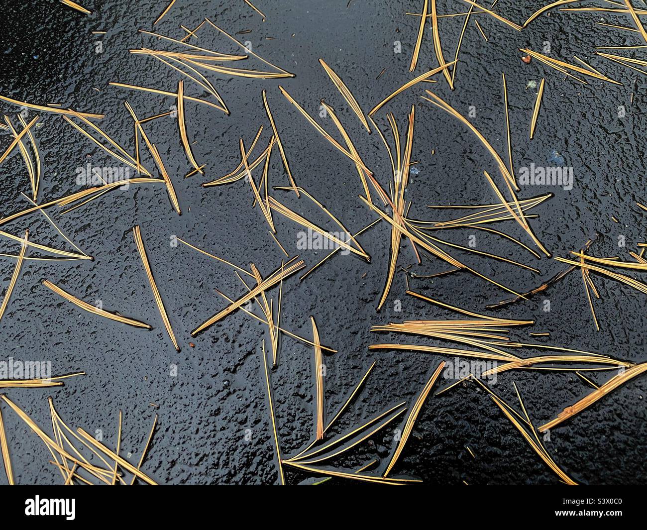Wet needles hi-res stock photography and images - Alamy