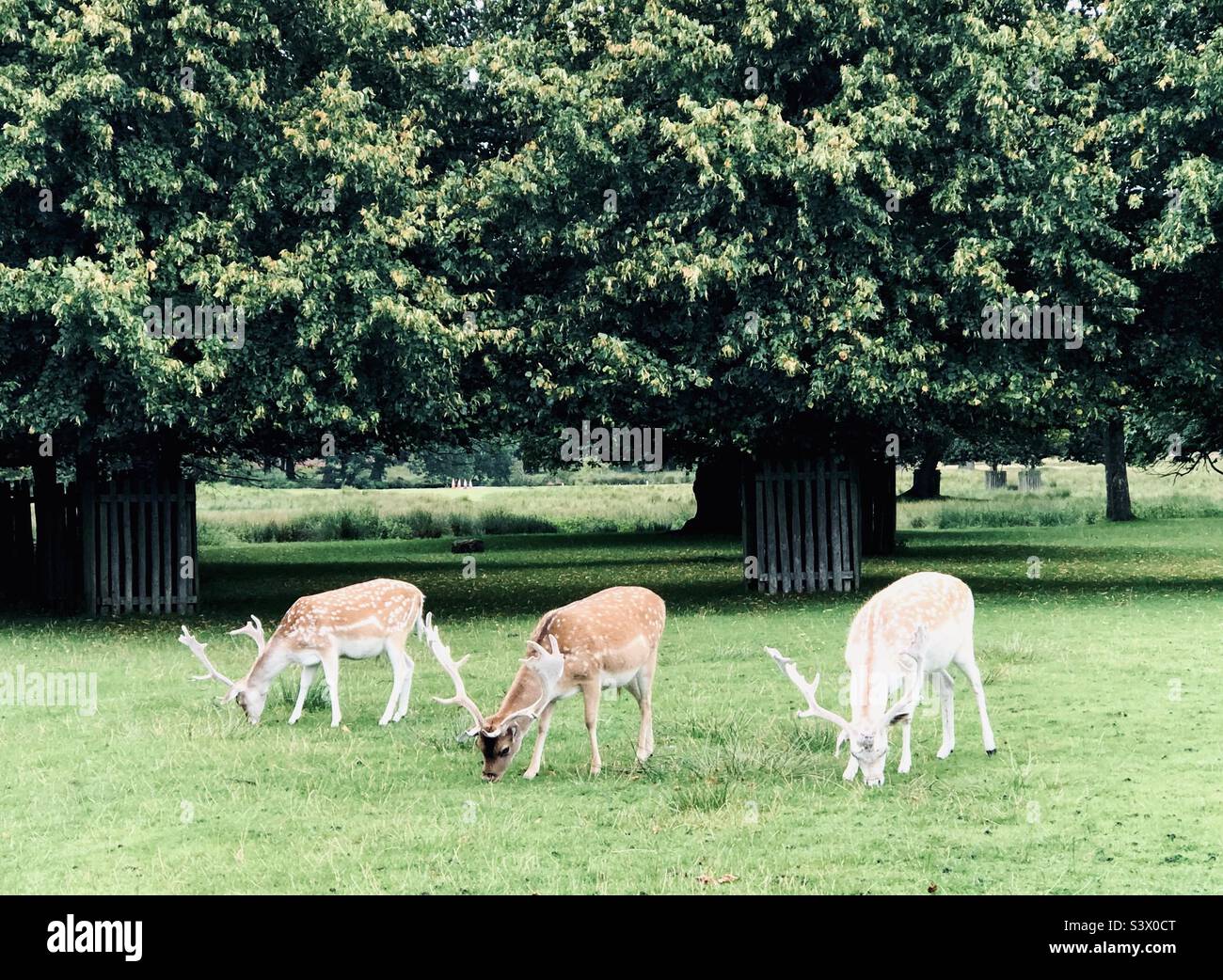 Antlers grazing hi-res stock photography and images - Alamy