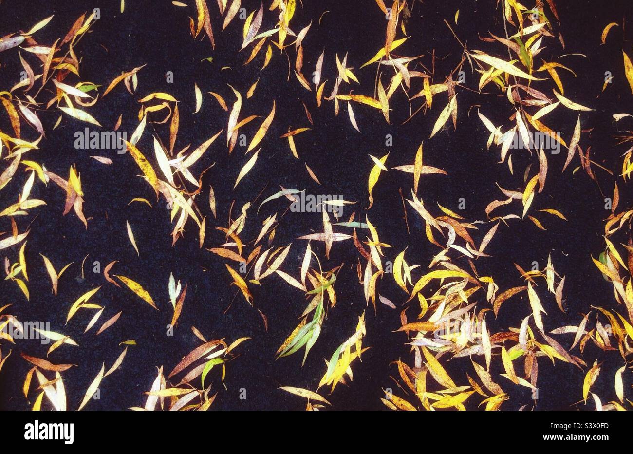 Leaves scattered on the ground hi-res stock photography and images - Alamy