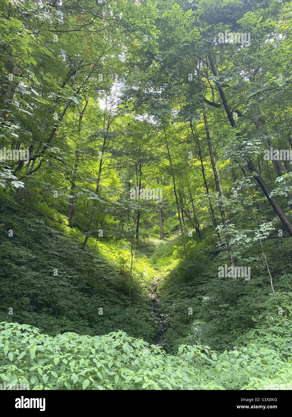 Glorious forest hi-res stock photography and images - Alamy