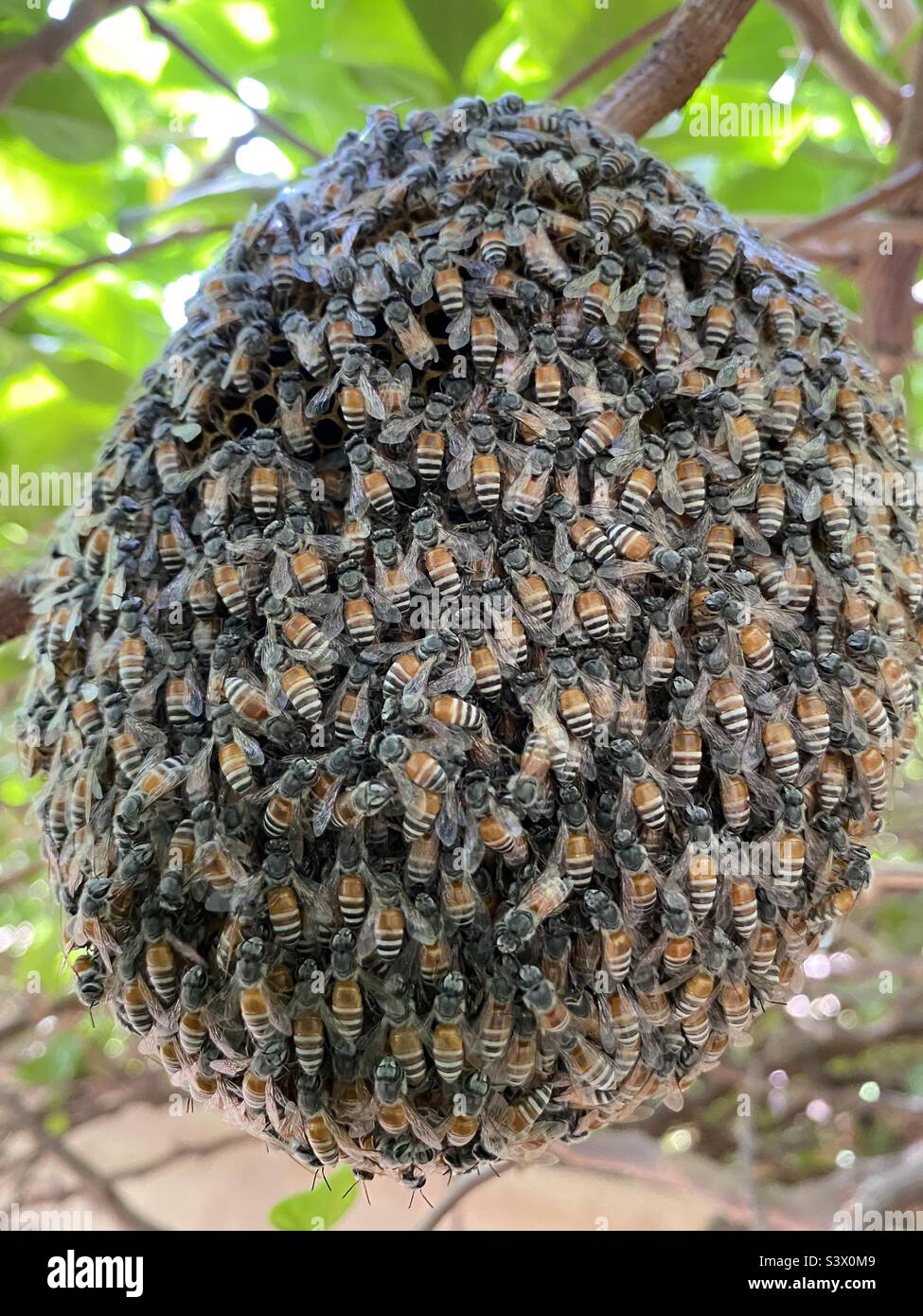 Insects beehive hi-res stock photography and images - Alamy