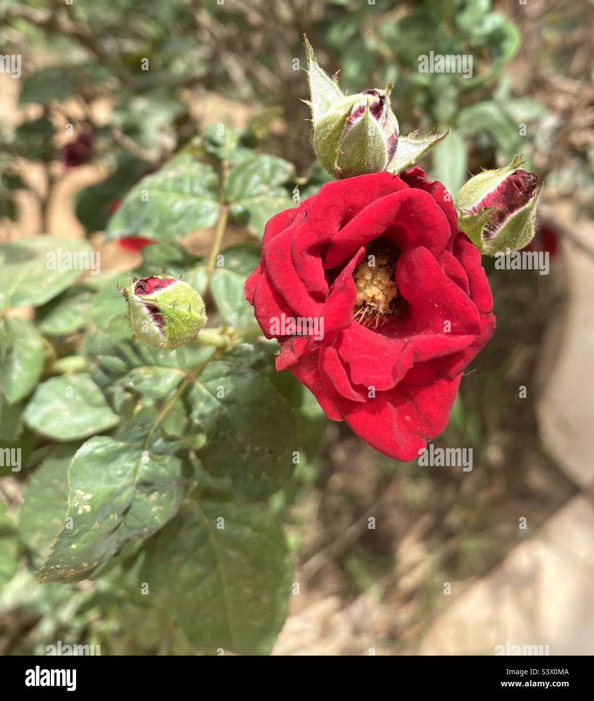 Red rose with leaves hi-res stock photography and images - Alamy