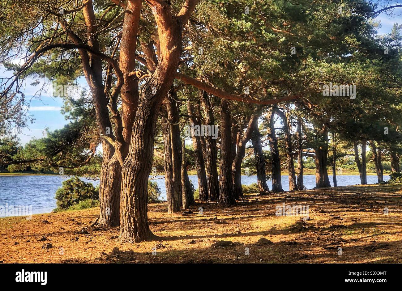 Pine trees next to Hatchet pond, Beaulieu, New Forest National Park ...