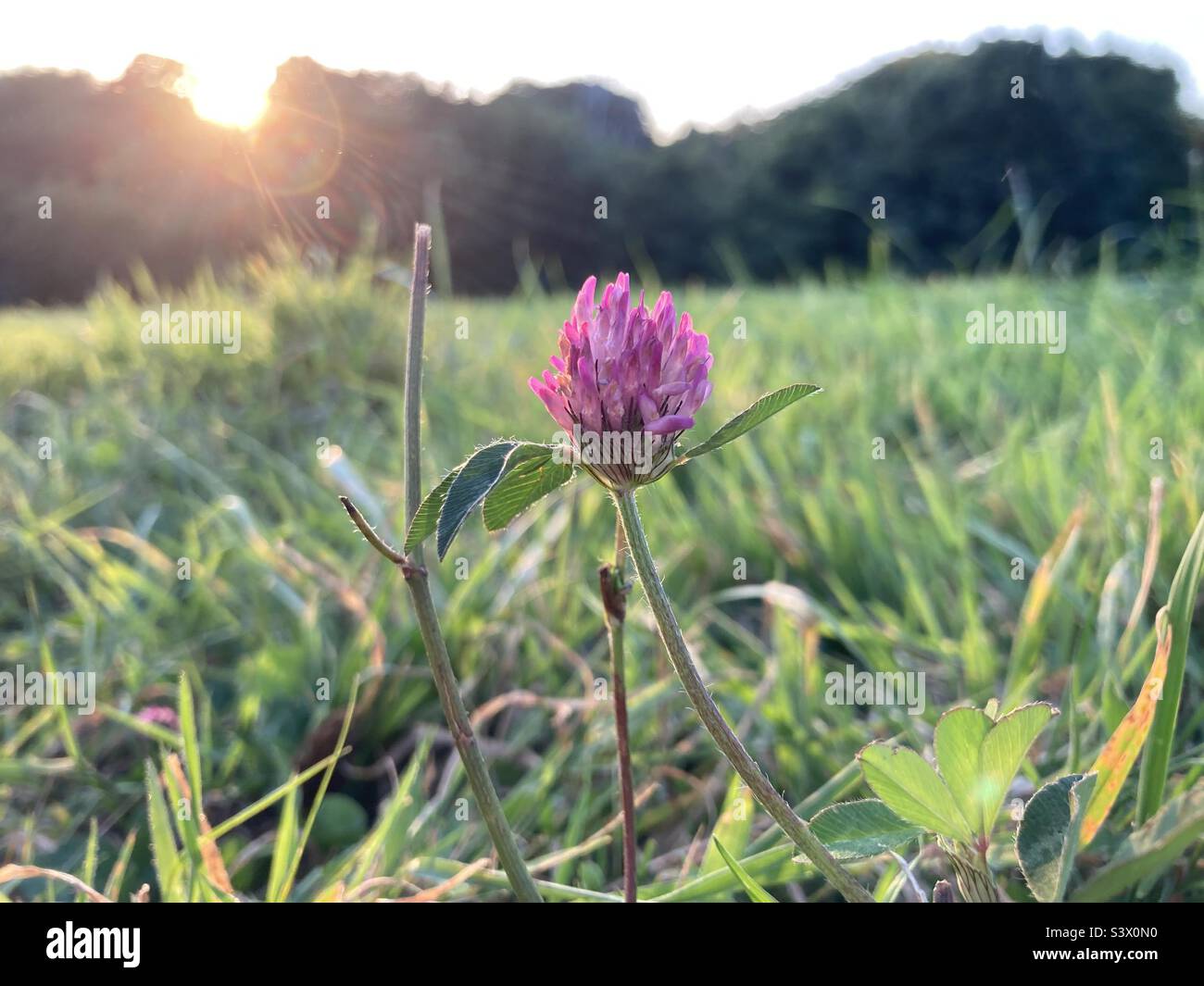 Field of grass with clover hi-res stock photography and images - Alamy