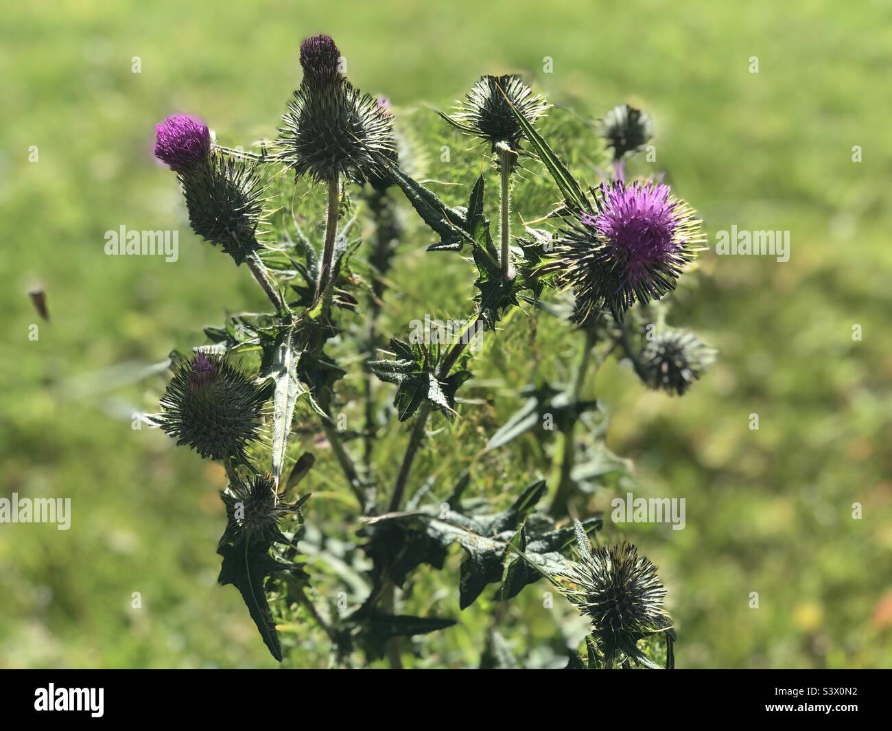 Green and purple thistle hi-res stock photography and images - Alamy