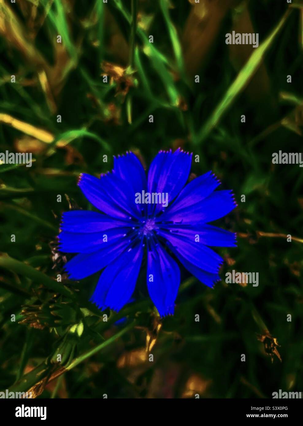 Blue flower plants hi-res stock photography and images - Alamy