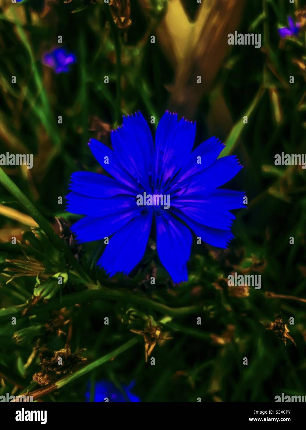 Blue flower plants hi-res stock photography and images - Alamy