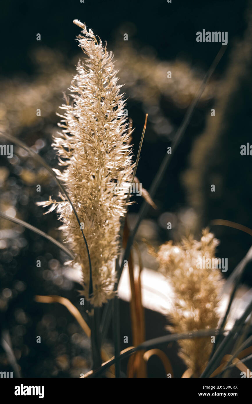 Garten pampasgras hi-res stock photography and images - Alamy