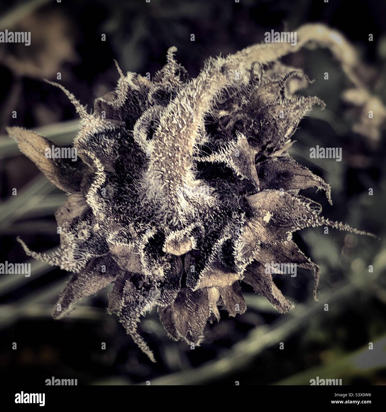 Dead seed hi-res stock photography and images - Alamy